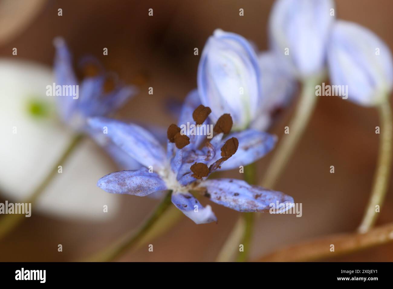 Scillae hi-res stock photography and images - Alamy