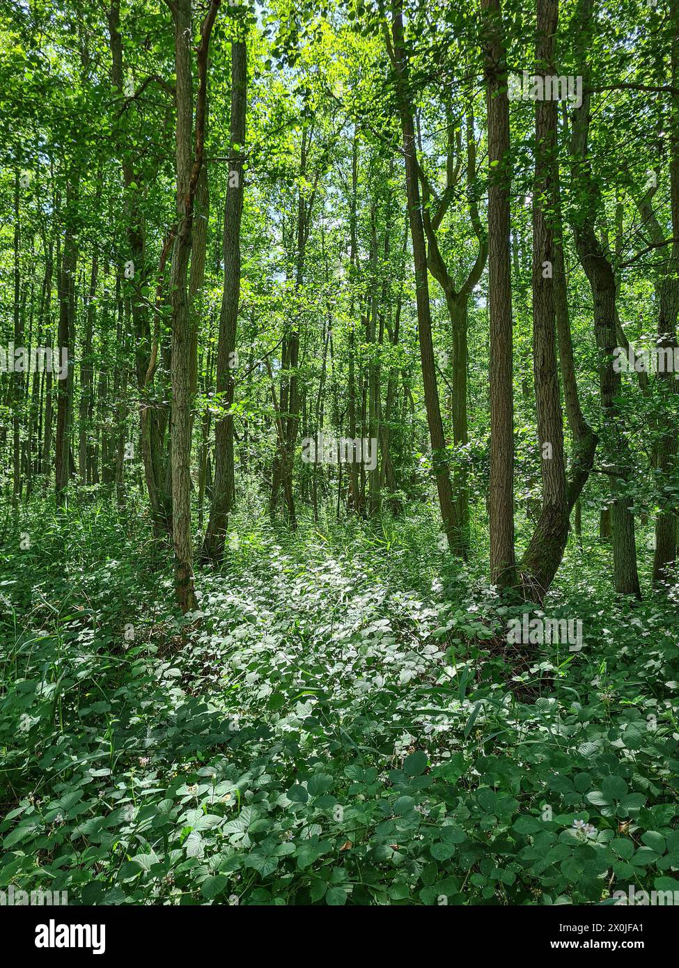 Darsser ort circular hiking trail through the forest hi-res stock ...