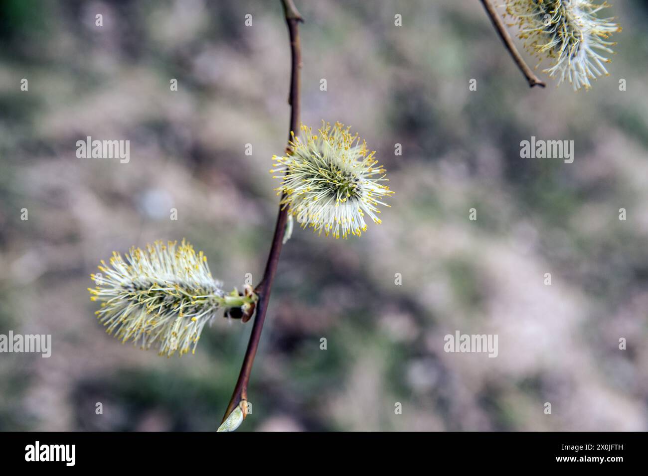 Sallow tree hi-res stock photography and images - Alamy