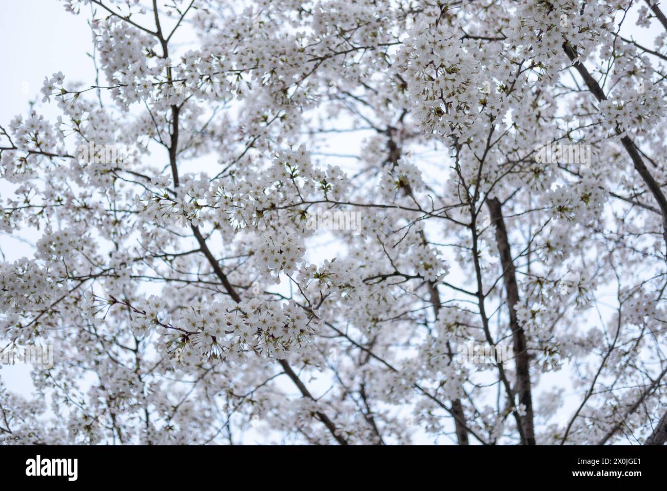 Cherry blossoms, or Beot-kkot, in spring in Korea Stock Photo - Alamy