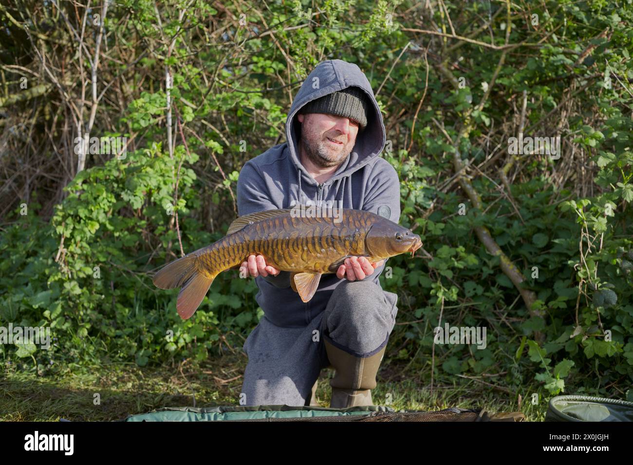 Carp angler holding up a small mirror carp, model release available ...