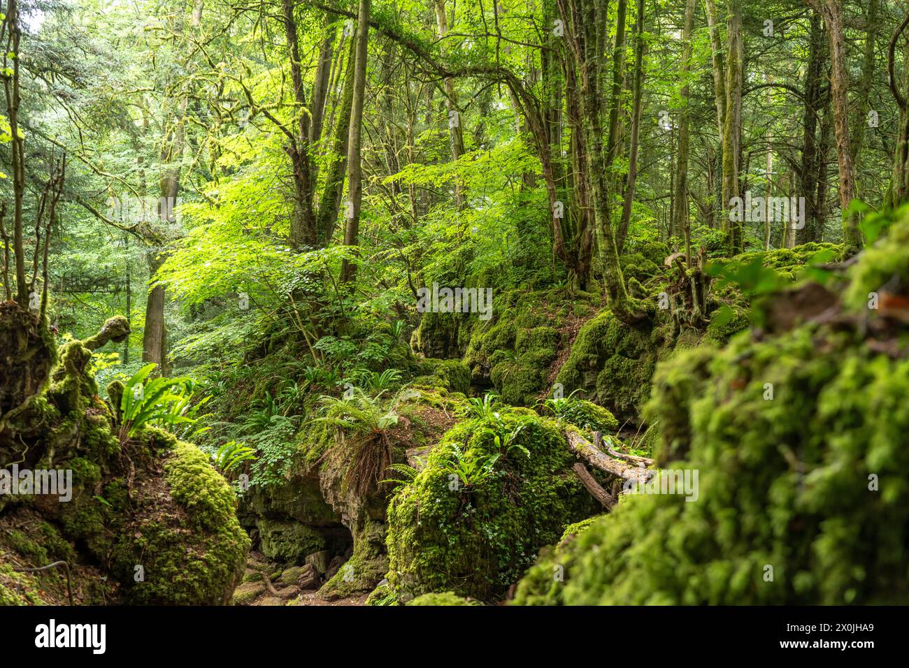 Forest of Dean, Gloucestershire, England, Great Britain, Europe Stock ...