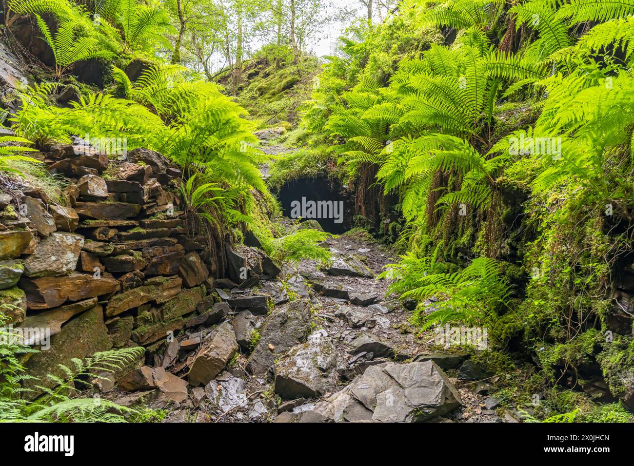 Ferns in Snowdonia National Park, Wales, Great Britain, Europe Stock ...