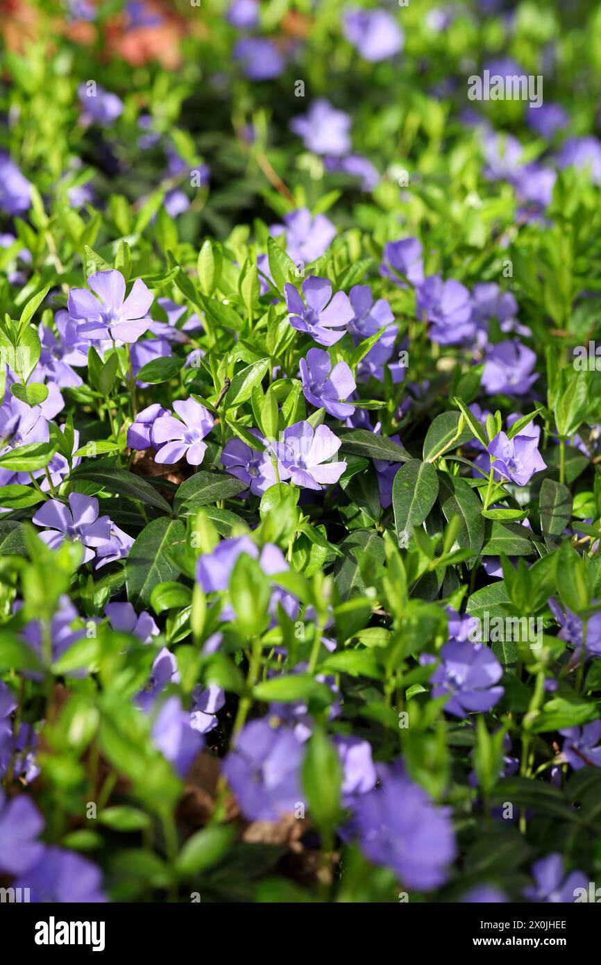 Common periwinkle blooming in spring as a groundcover Stock Photo - Alamy