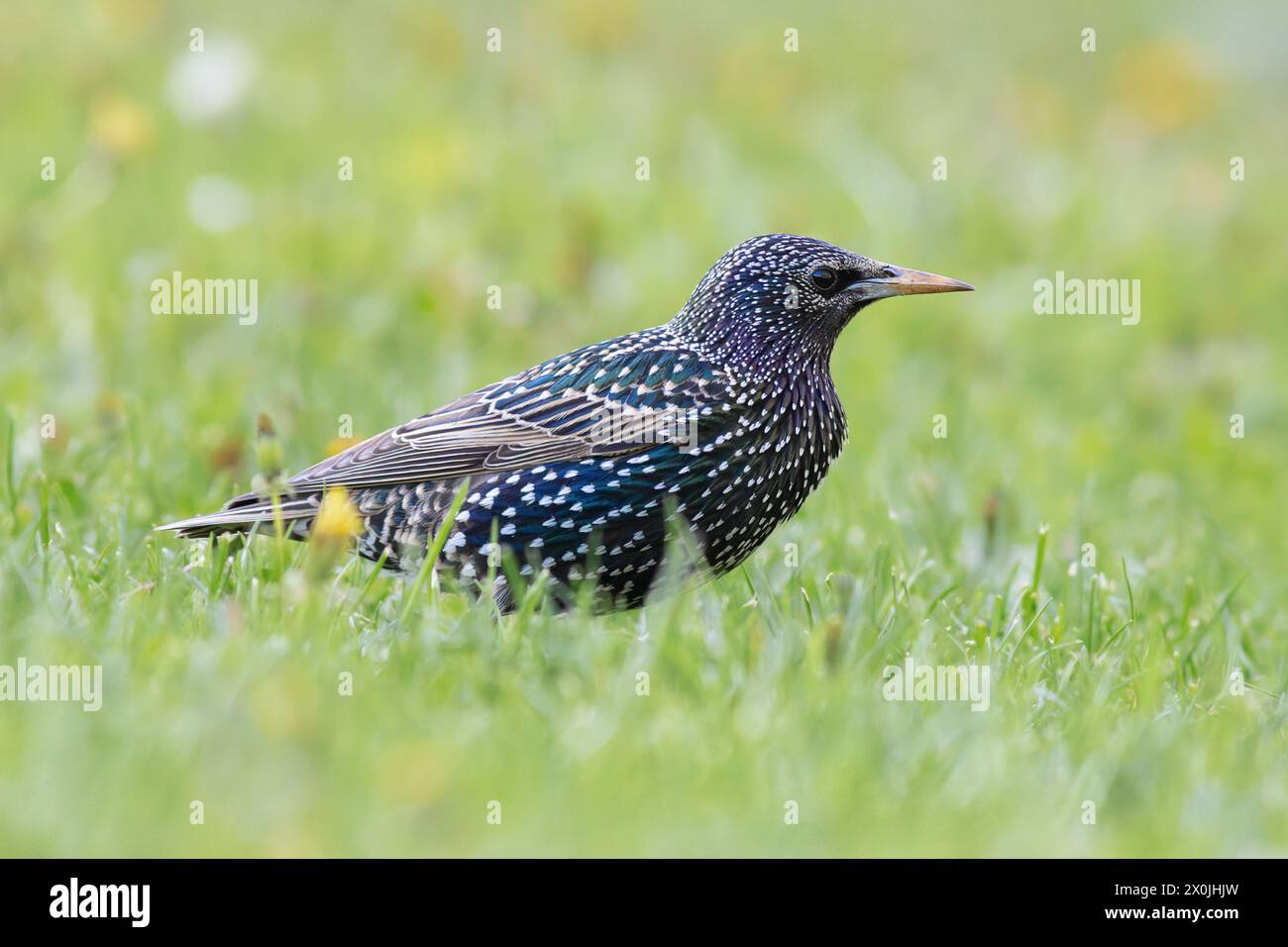 beautiful starling on green lawn in the park, image taken in mating ...