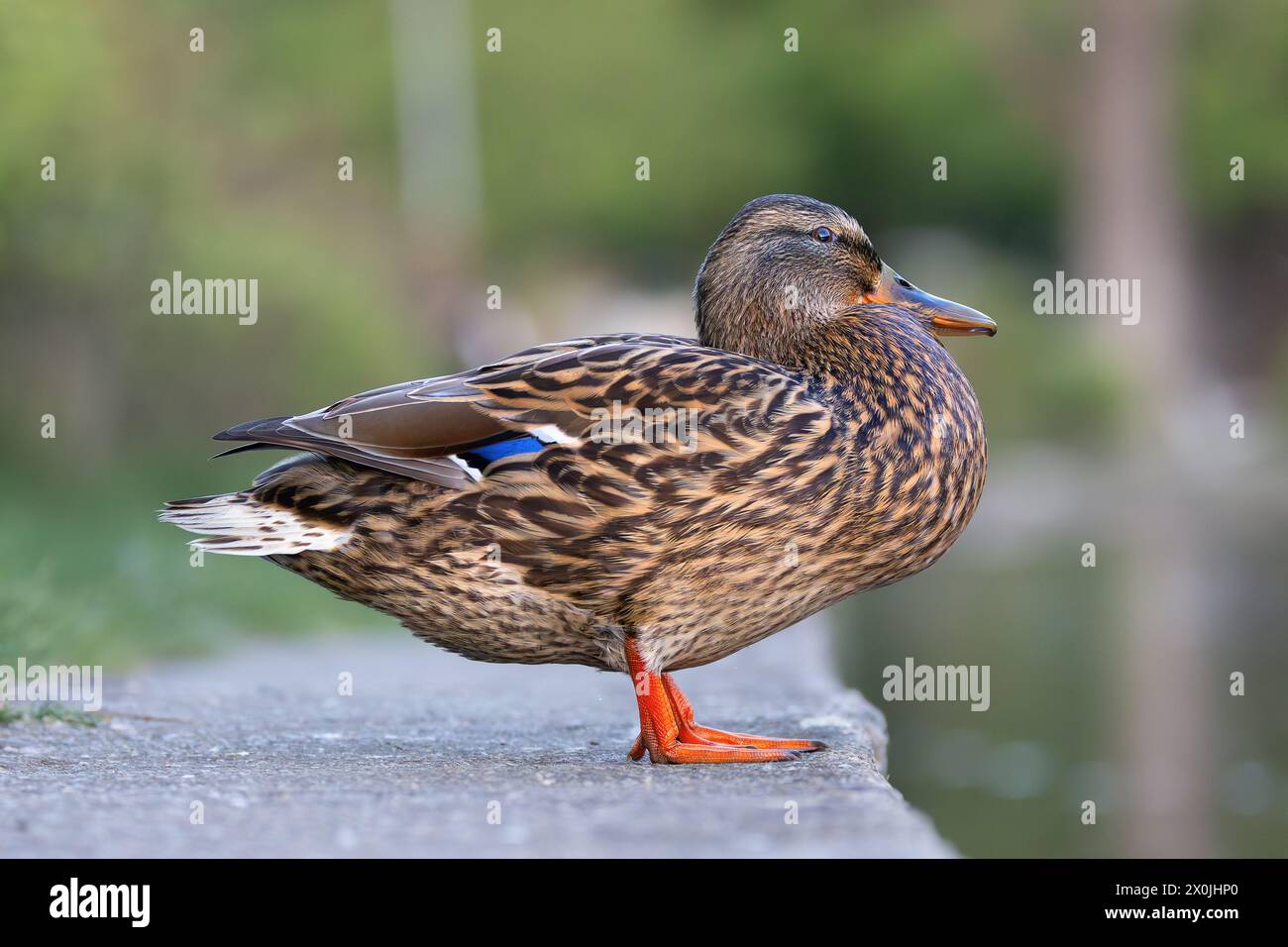 female mallard standing near the duck pond in the city public park ...
