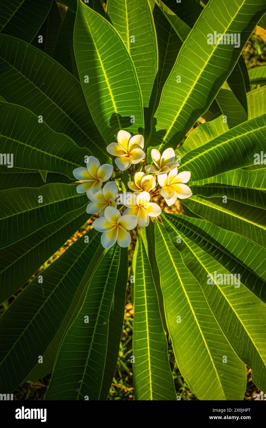 Long leaves of flowers hi-res stock photography and images - Alamy
