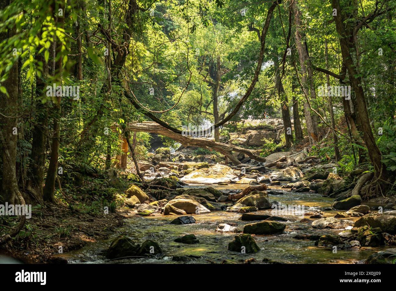 Trees in klang hi-res stock photography and images - Alamy
