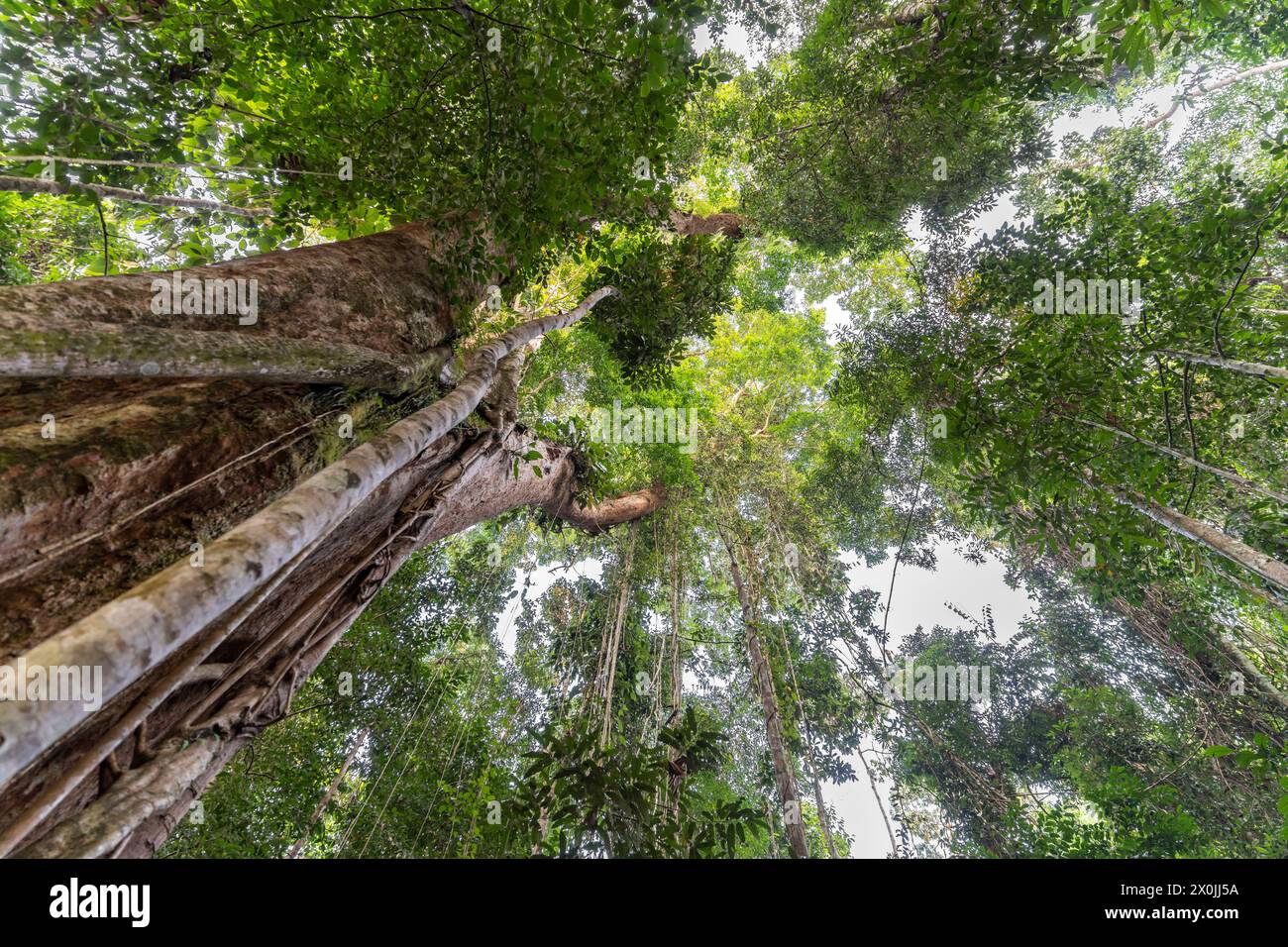 Ancient jungle giant Makayuk - The Old Tree in the jungle of the island ...