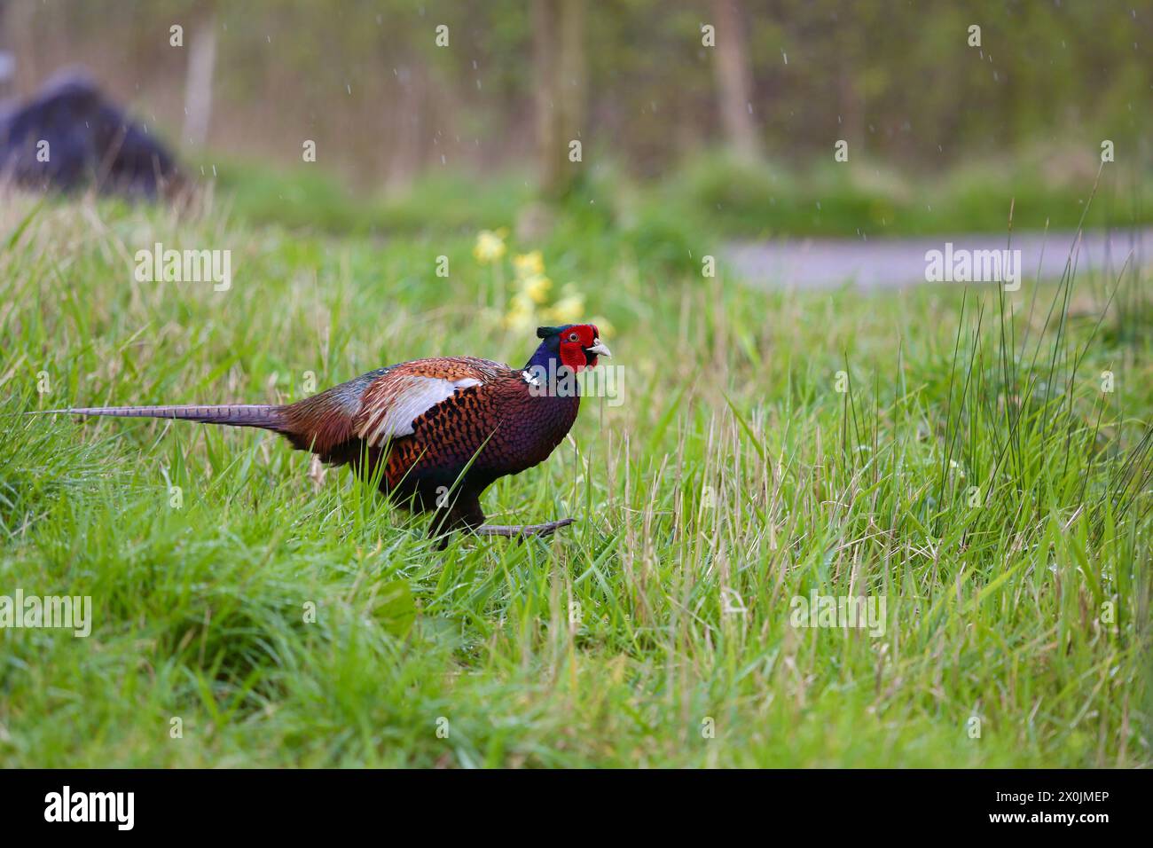 Male Pheasant (Phasianus colchicus Stock Photo - Alamy
