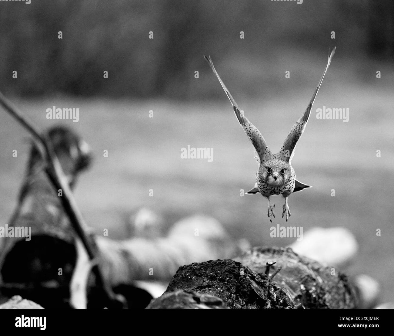 Male Kestrel (Falco tinnunculus Stock Photo - Alamy