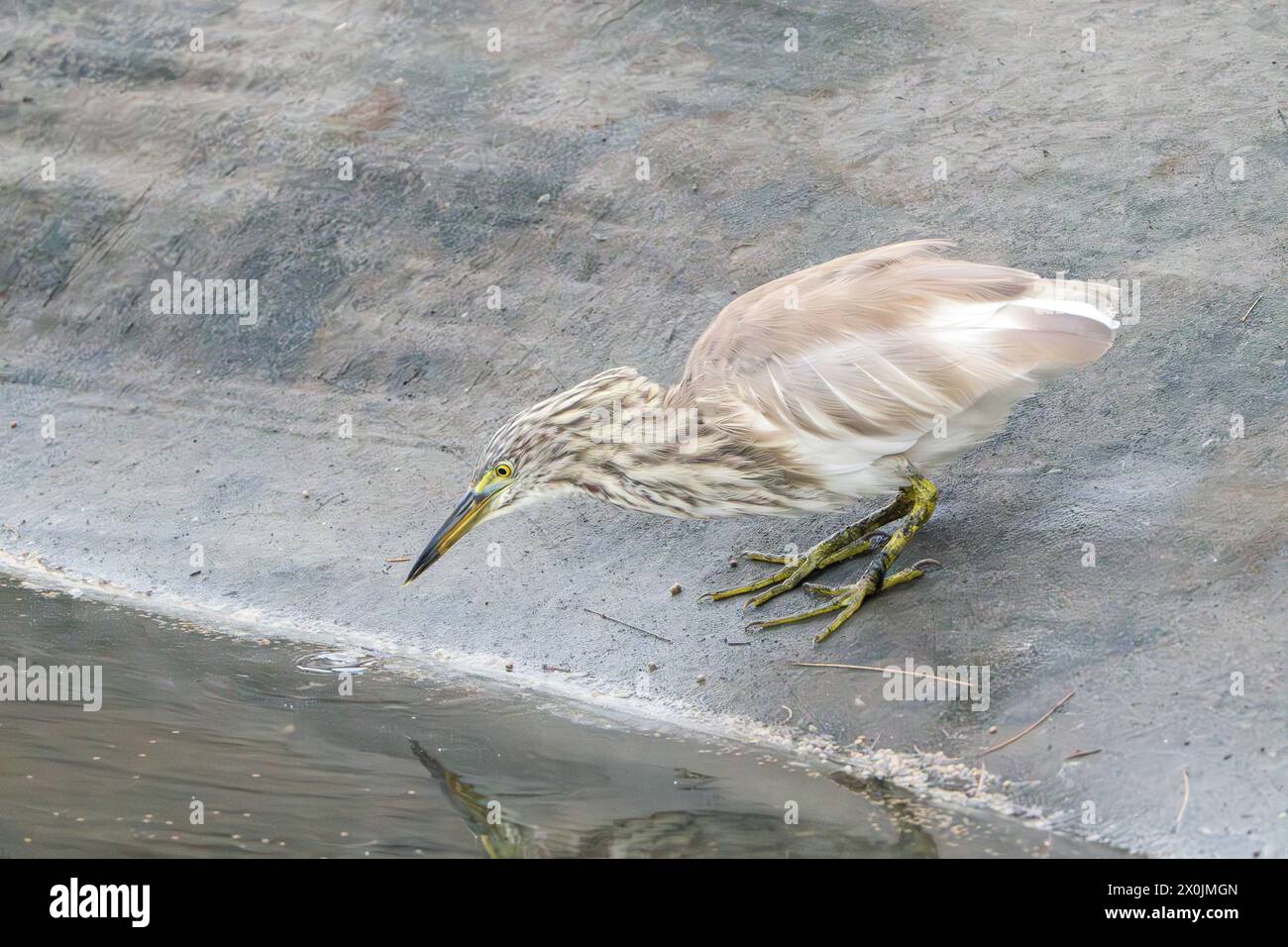 Mai po shrimp hi-res stock photography and images - Alamy