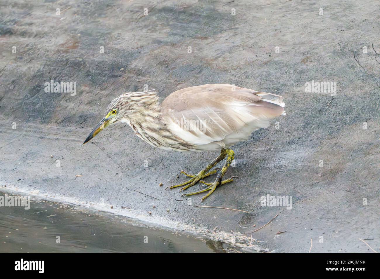 Chine pond heron, Ardeola bacchus, single adult fishing near water, Mai ...