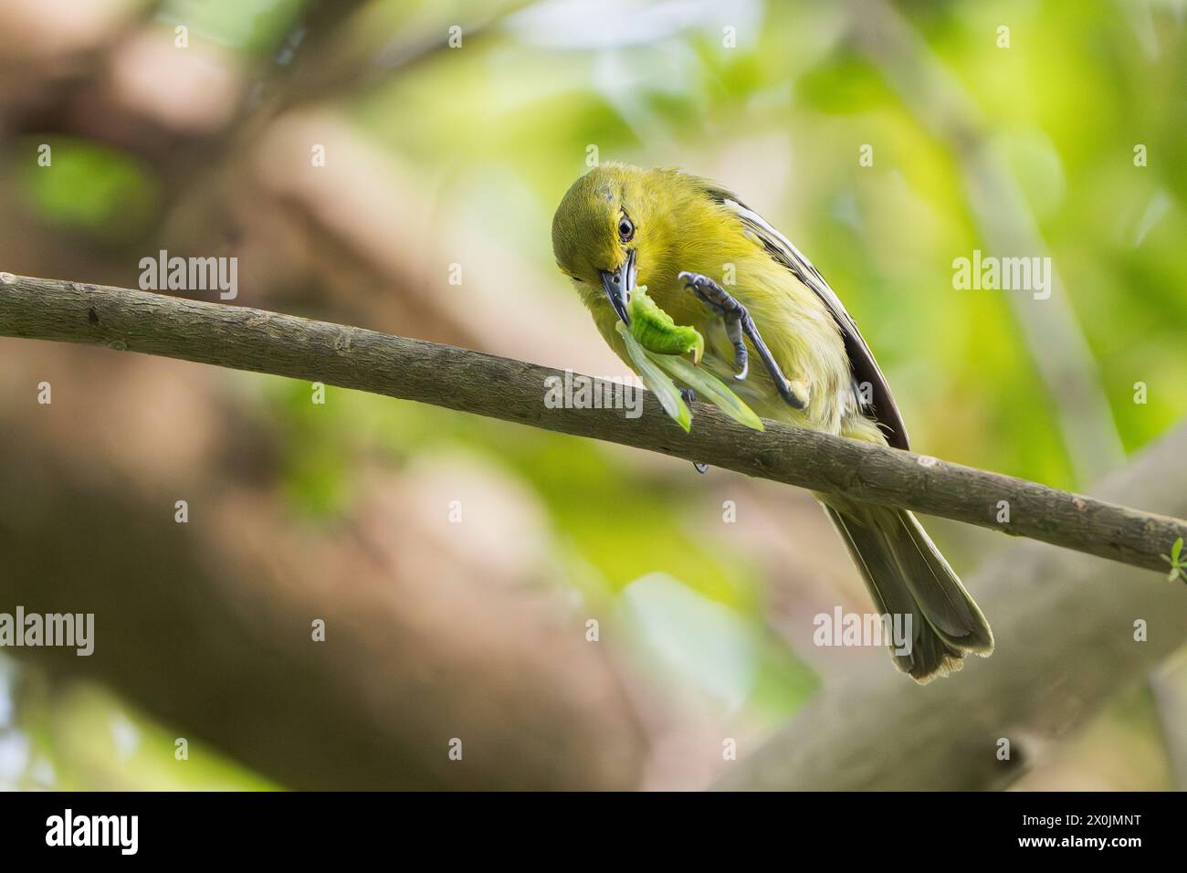 common iora, Aegithina tiphia, single adult female perched on branch ...