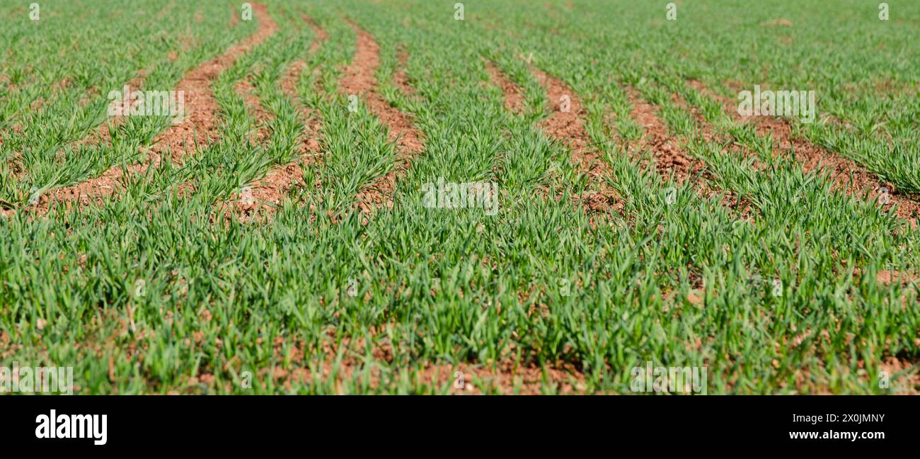 Agricultural farmland rows green hi-res stock photography and images ...