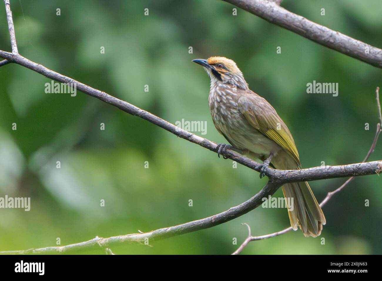 straw-headed bulbul, Pycnonotus zeylanicus, single adult perched on ...