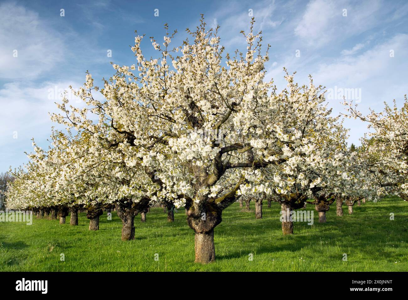 Switzerland, Europe, Solothurn, Schwarzbubenland, Büsserach, Büsserach ...