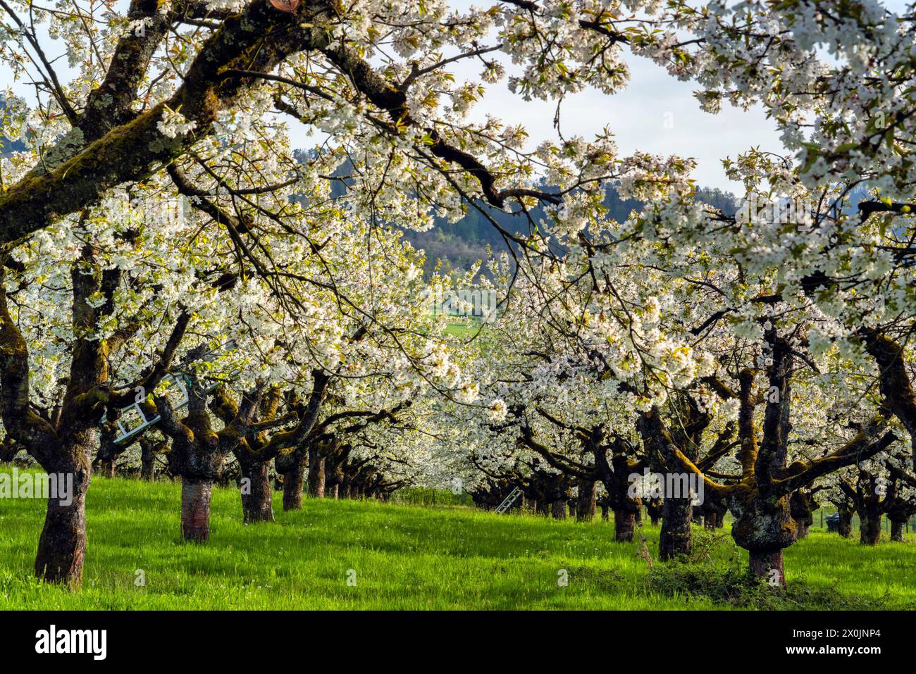 Switzerland, Europe, Solothurn, Schwarzbubenland, Büsserach, Büsserach ...