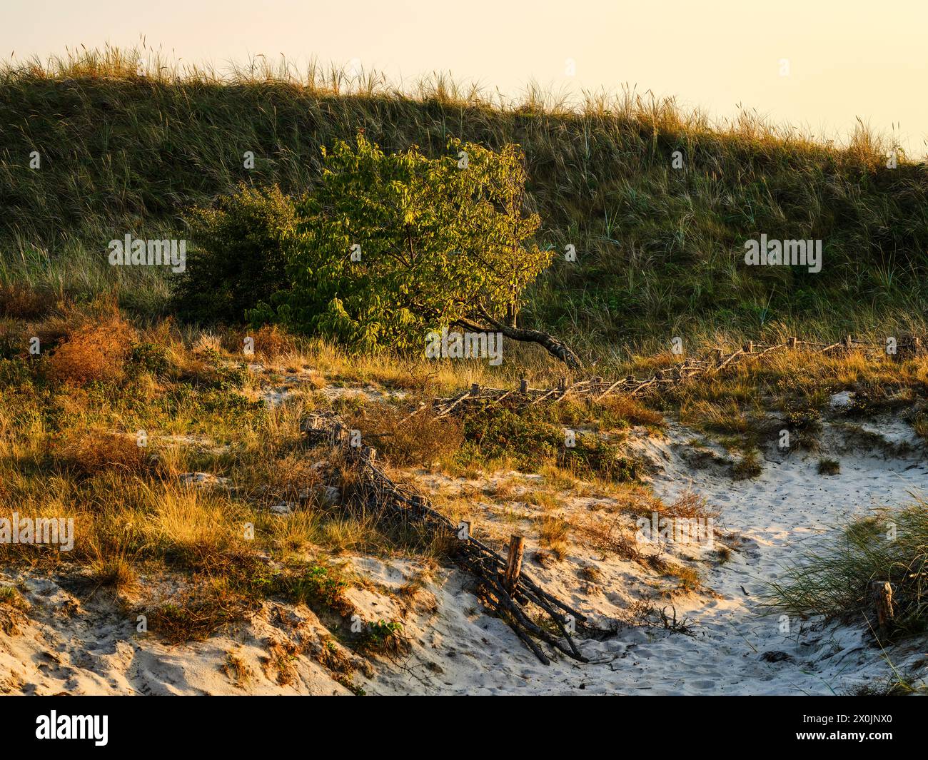 On the eastern beach of the fishing village of Pervalka on the Curonian ...