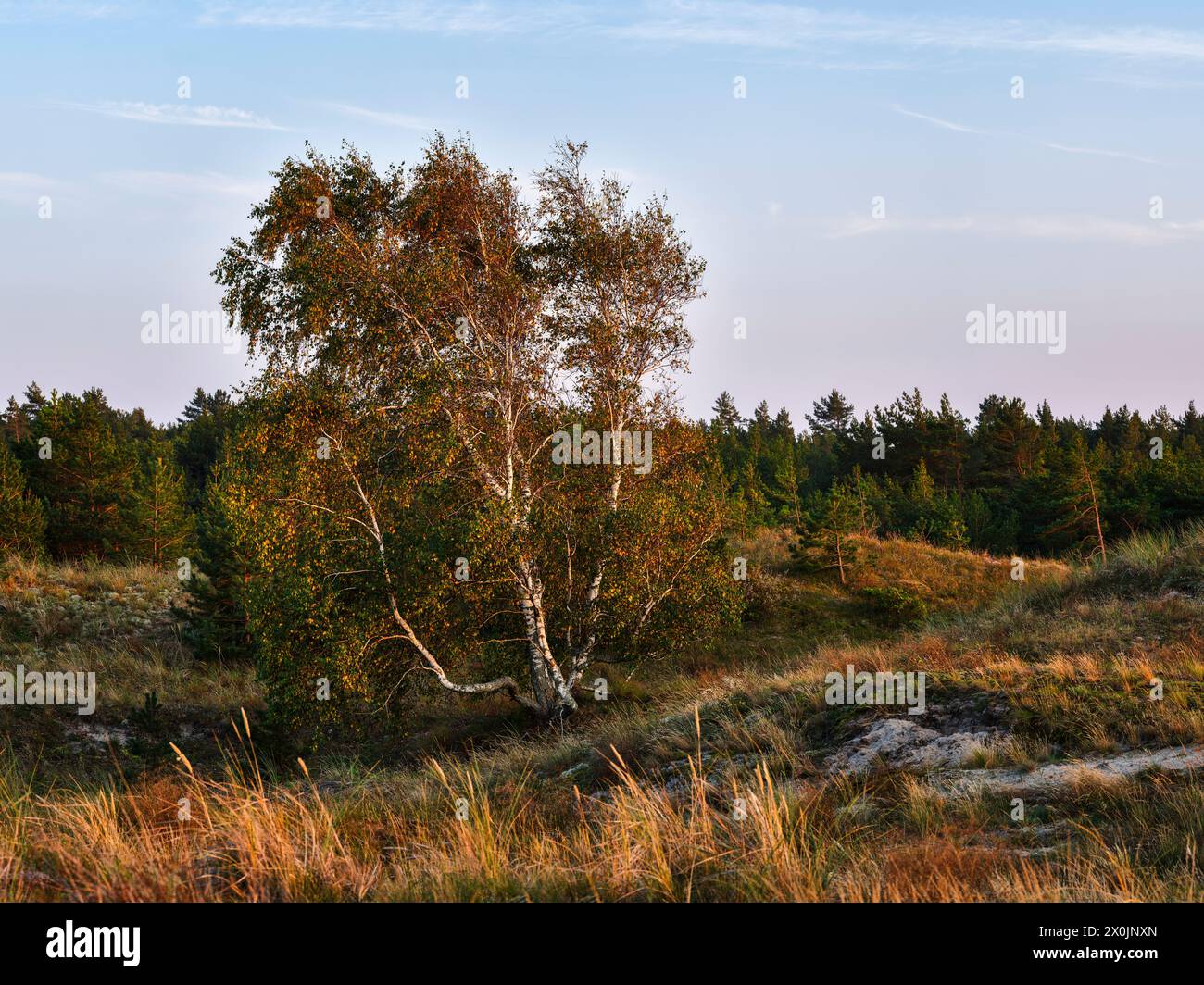 On the eastern beach of the fishing village of Pervalka on the Curonian ...