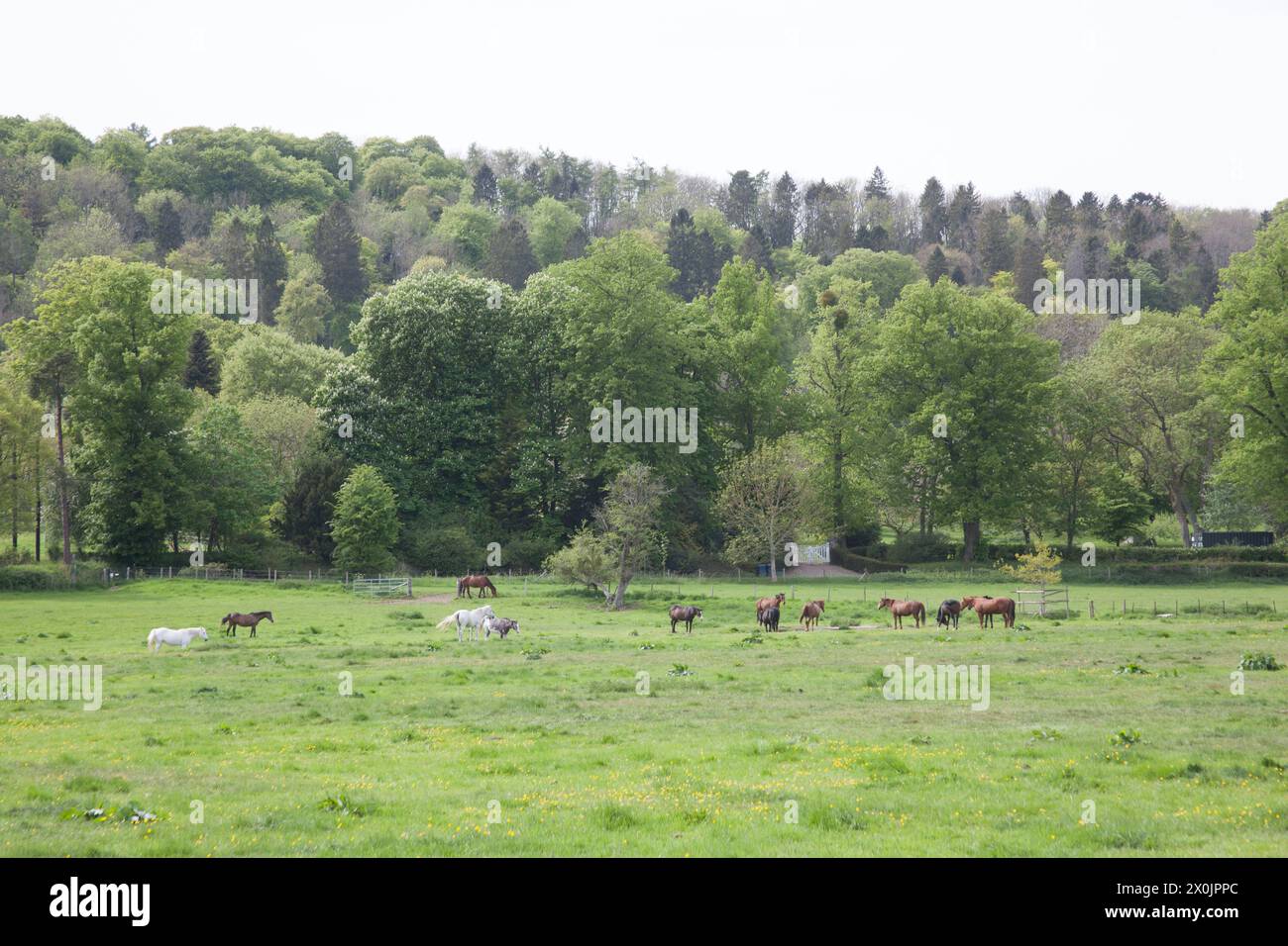 English countryside in picturesque hi-res stock photography and images ...