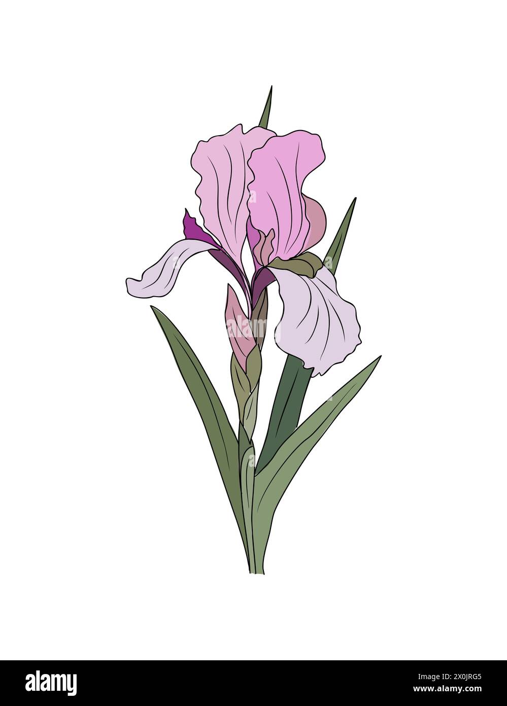 Iris, February Birth month flower vector art Stock Vector Image & Art ...
