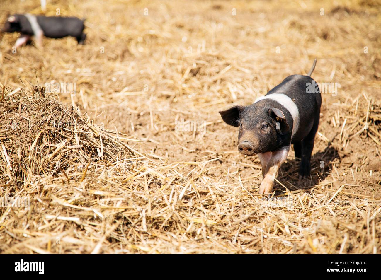 Angler saddle pig on an organic farm Stock Photo - Alamy