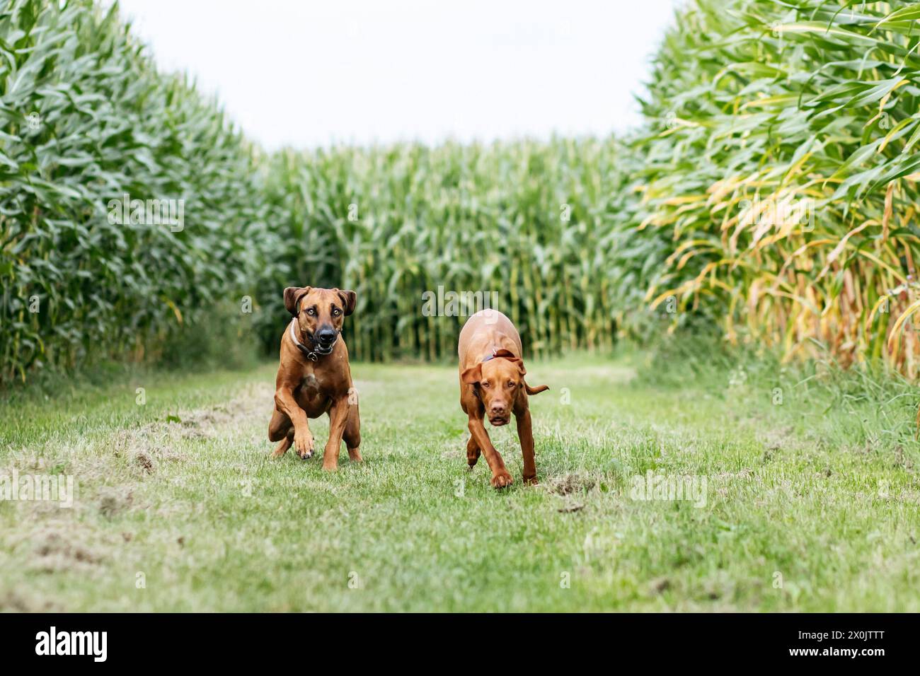 Two dogs having fun together. A Rhodesian Ridgeback and a Vizsla Stock ...