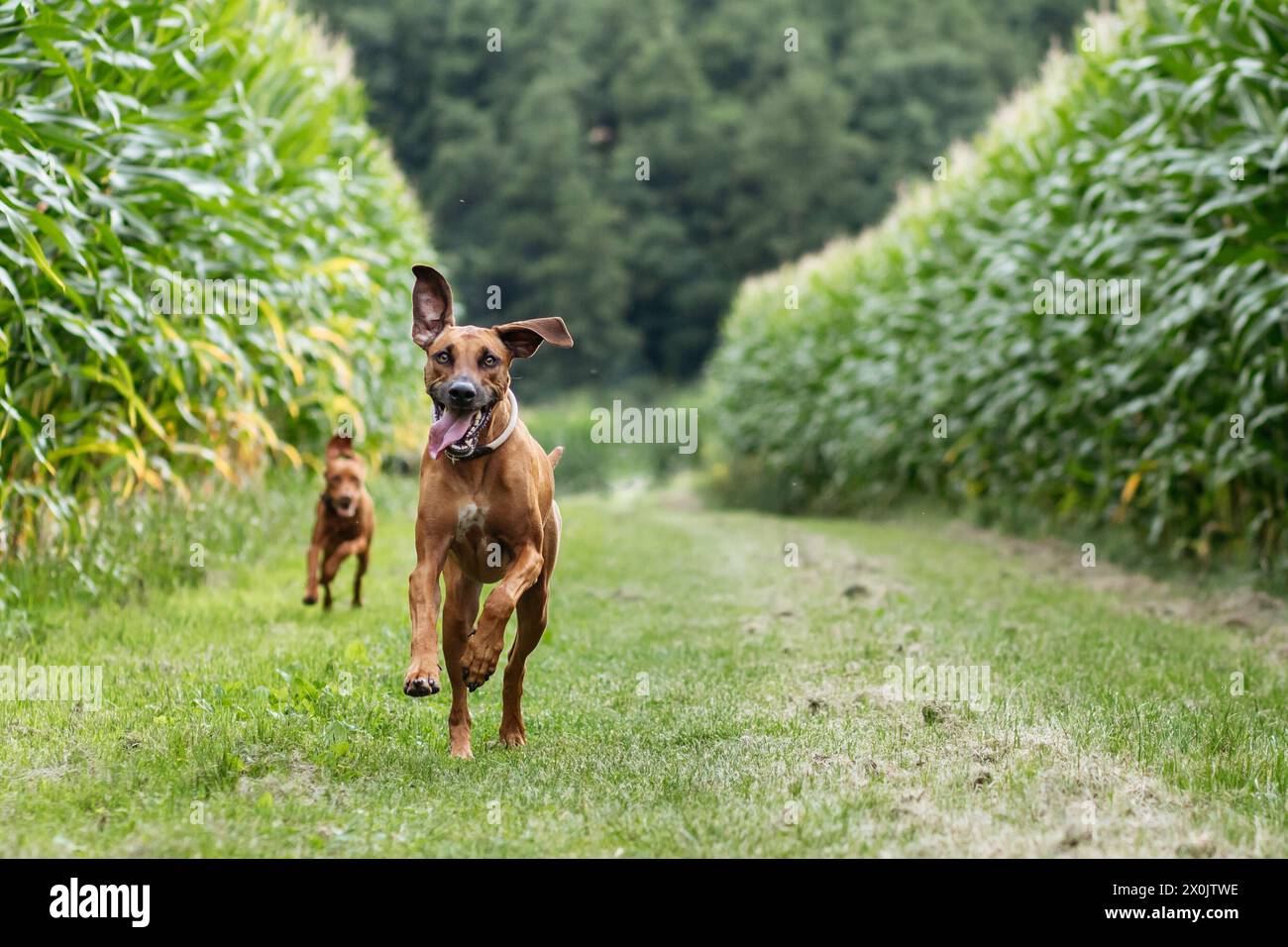 Two dogs having fun together. A Rhodesian Ridgeback and a Vizsla Stock ...