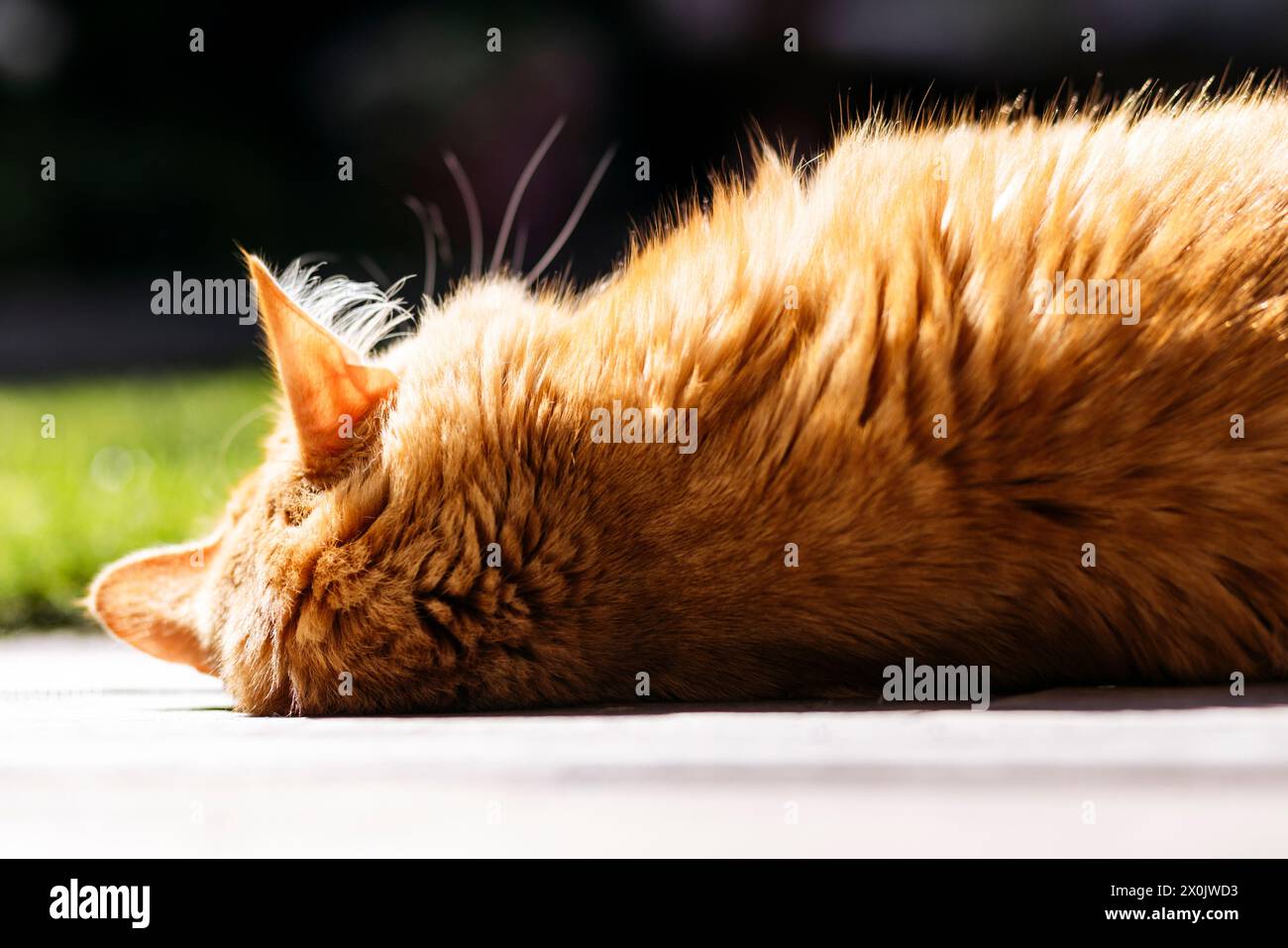 Domestic cats / Cats stalking in your own garden Stock Photo - Alamy