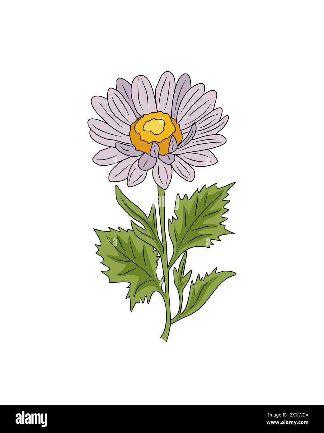 Aster september birth flower hi-res stock photography and images - Alamy