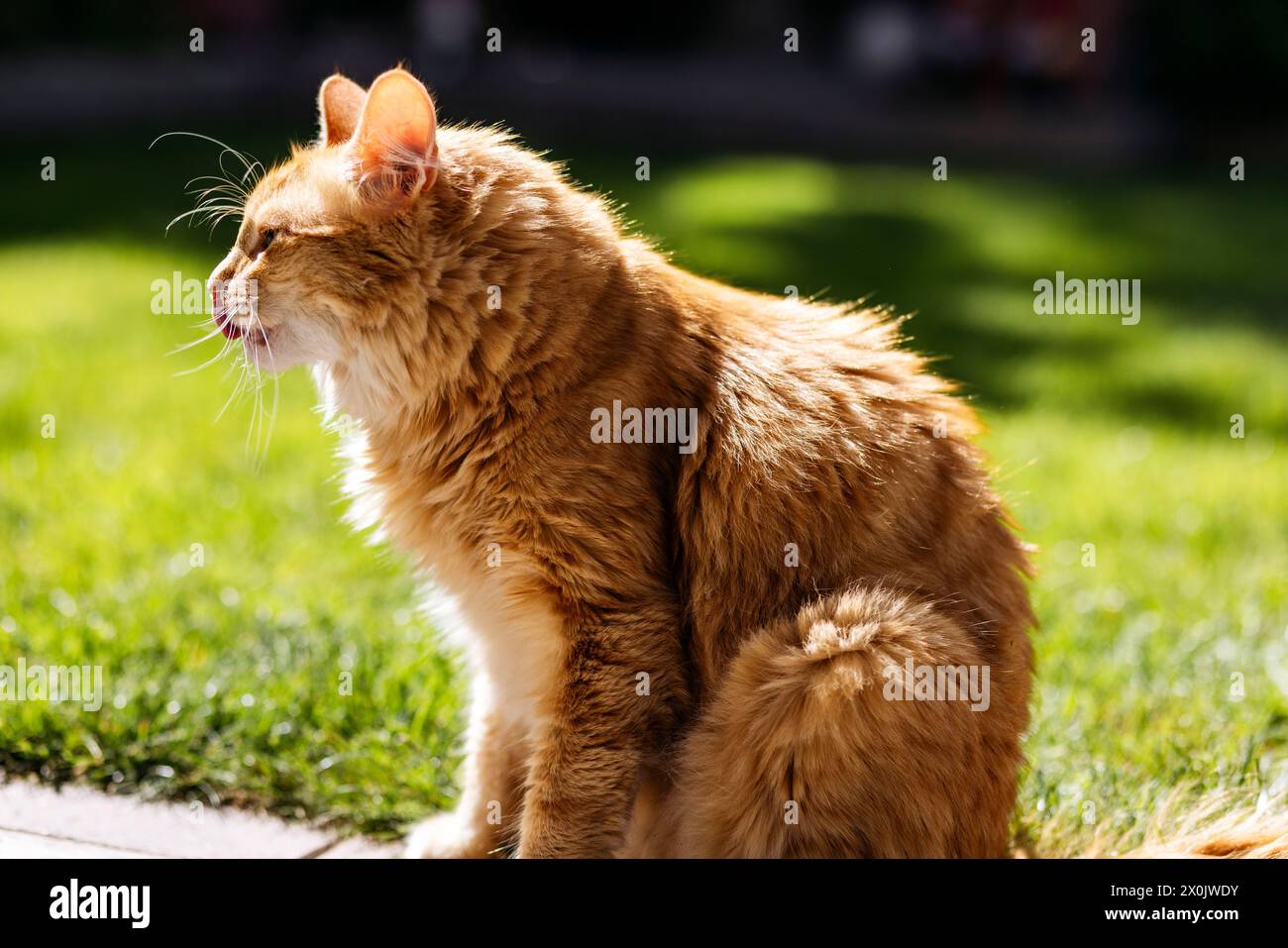 Domestic cats / Cats stalking in your own garden Stock Photo - Alamy