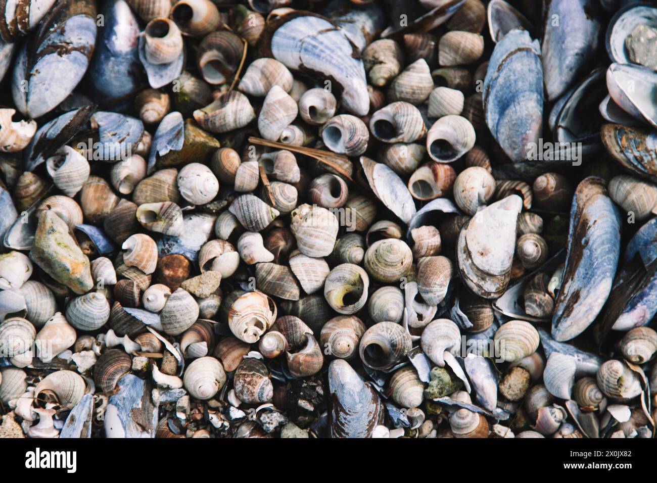Mussels and snail shells on the baltic sea beach hi-res stock photography and images - Alamy