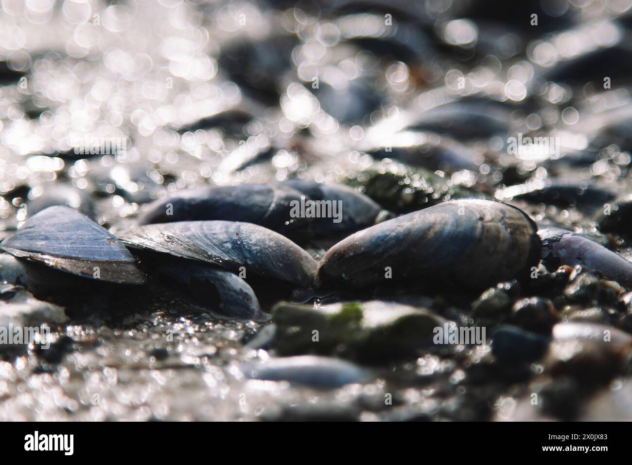 Mussels and snail shells on the Baltic Sea beach Stock Photo - Alamy
