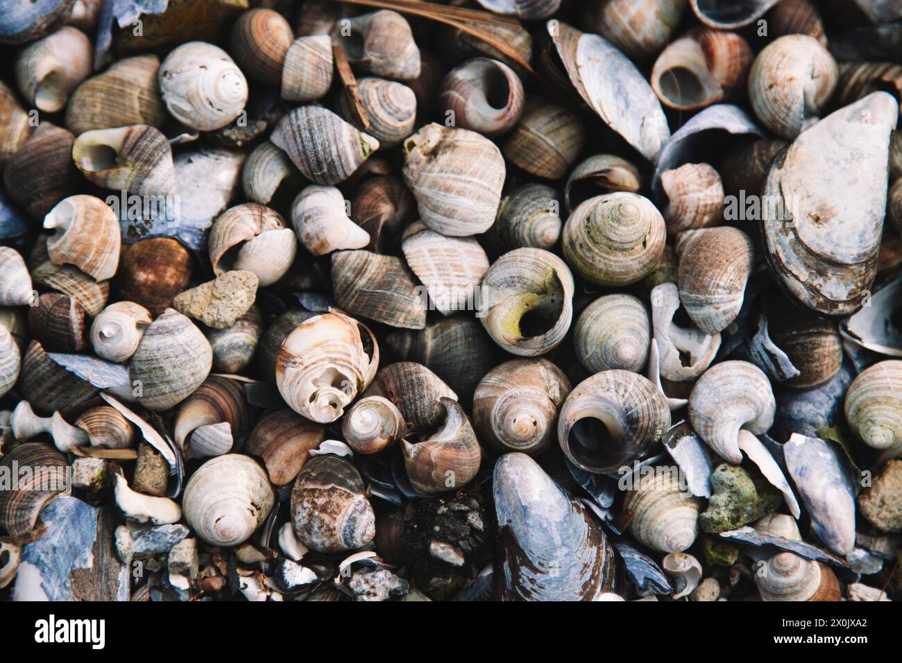 Mussels and snail shells on the Baltic Sea beach Stock Photo - Alamy