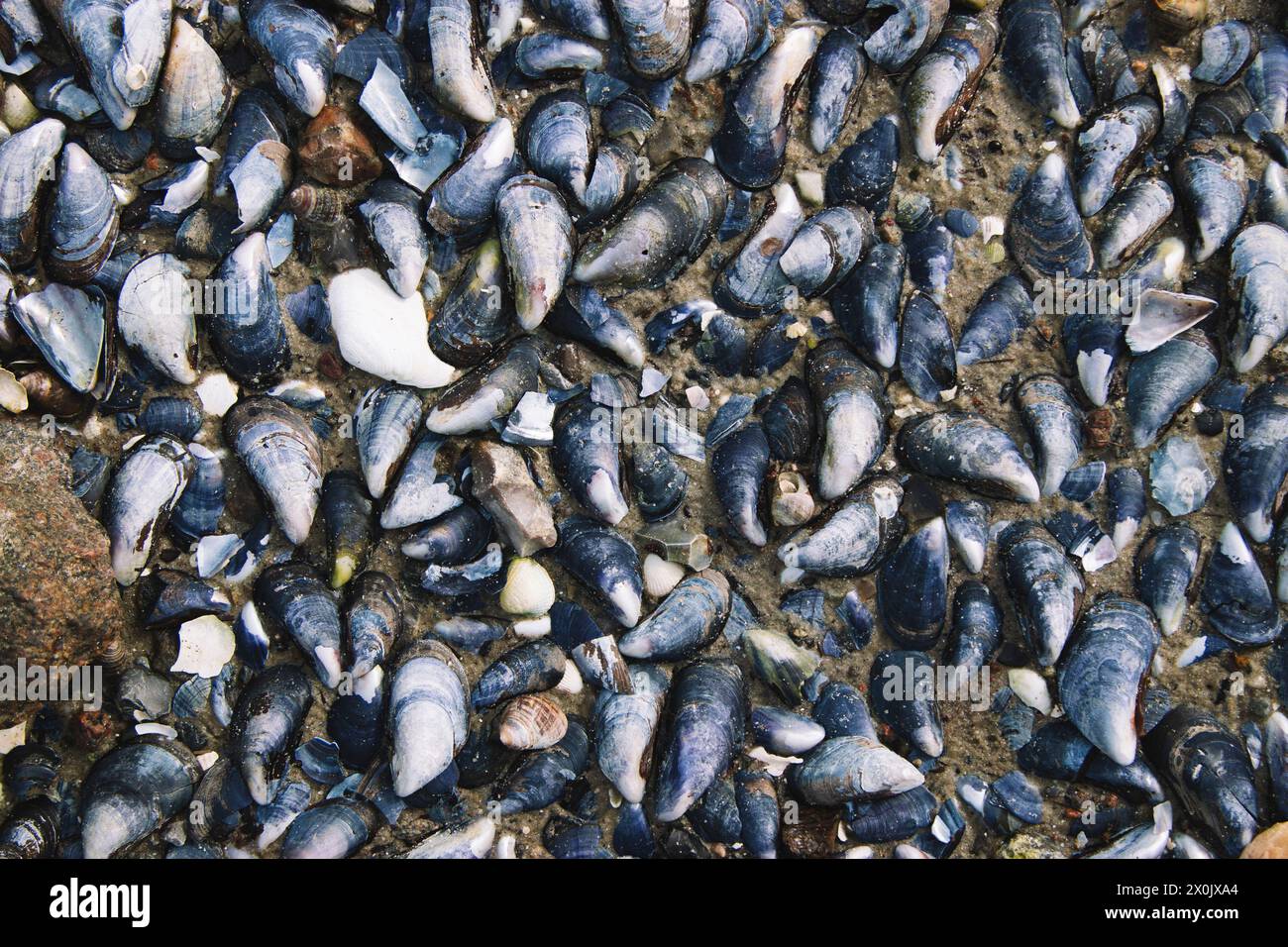 Mussels and snail shells on the Baltic Sea beach Stock Photo - Alamy