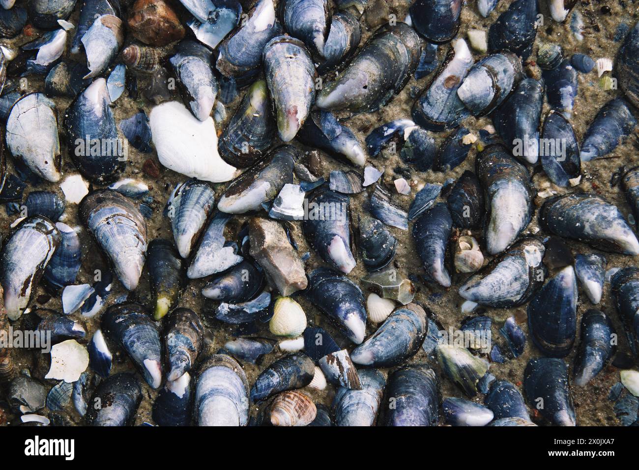 Mussels and snail shells on the Baltic Sea beach Stock Photo - Alamy