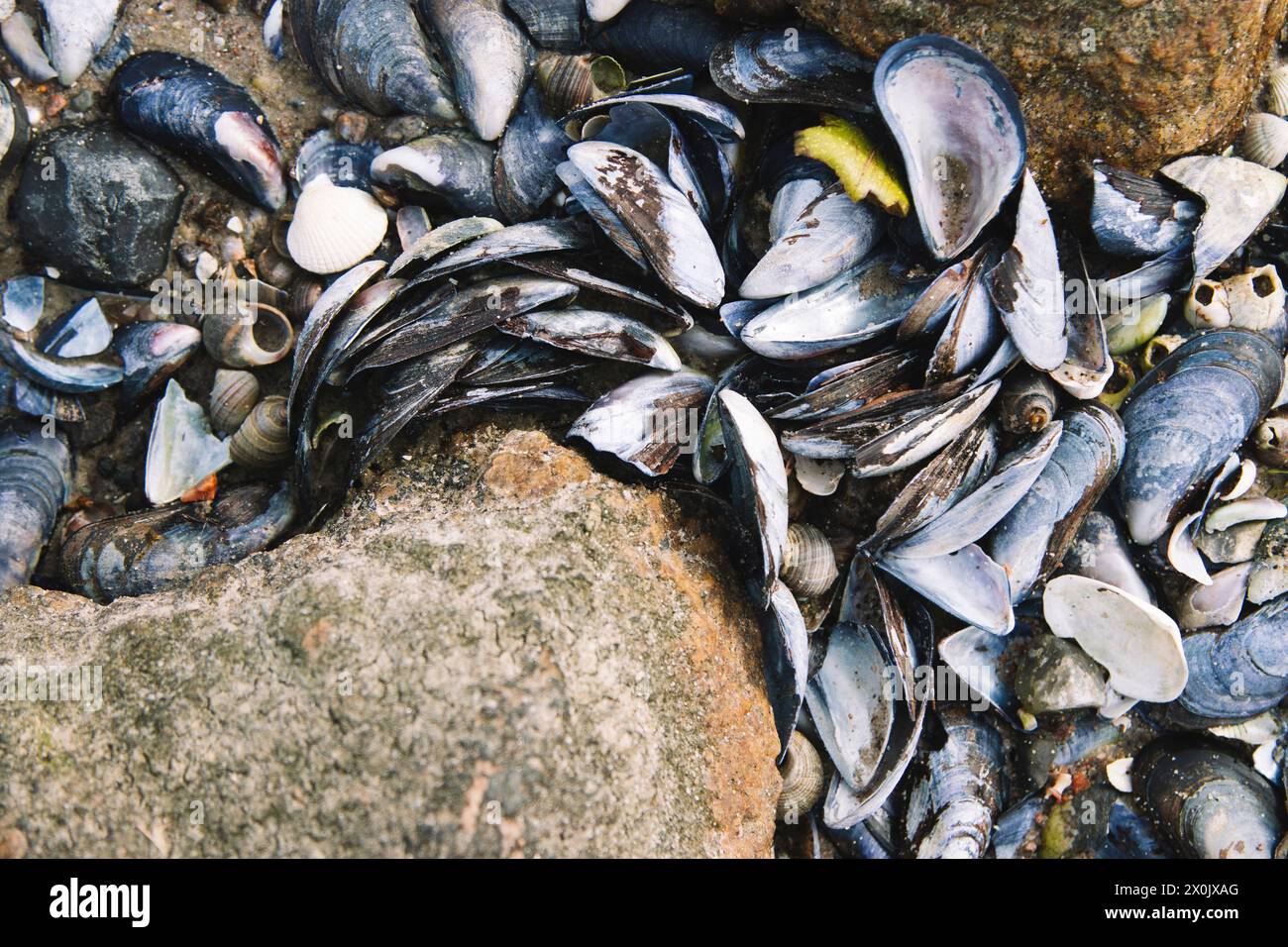 Mussels and snail shells on the Baltic Sea beach Stock Photo - Alamy