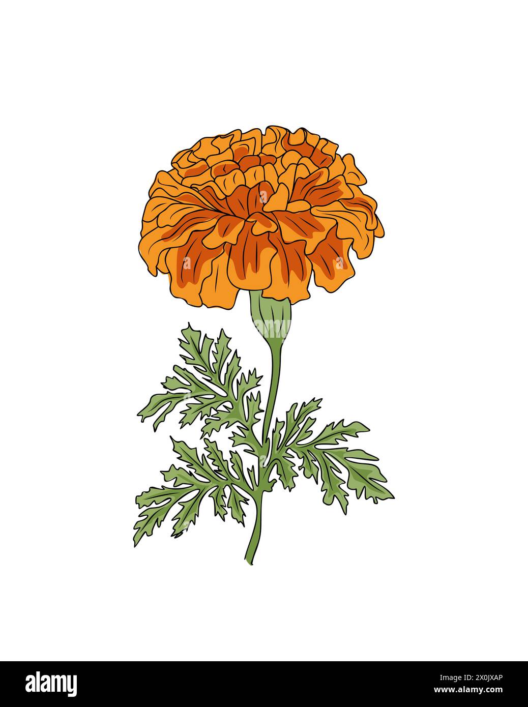 Marigold, October Birth month flower vector art Stock Vector Image ...