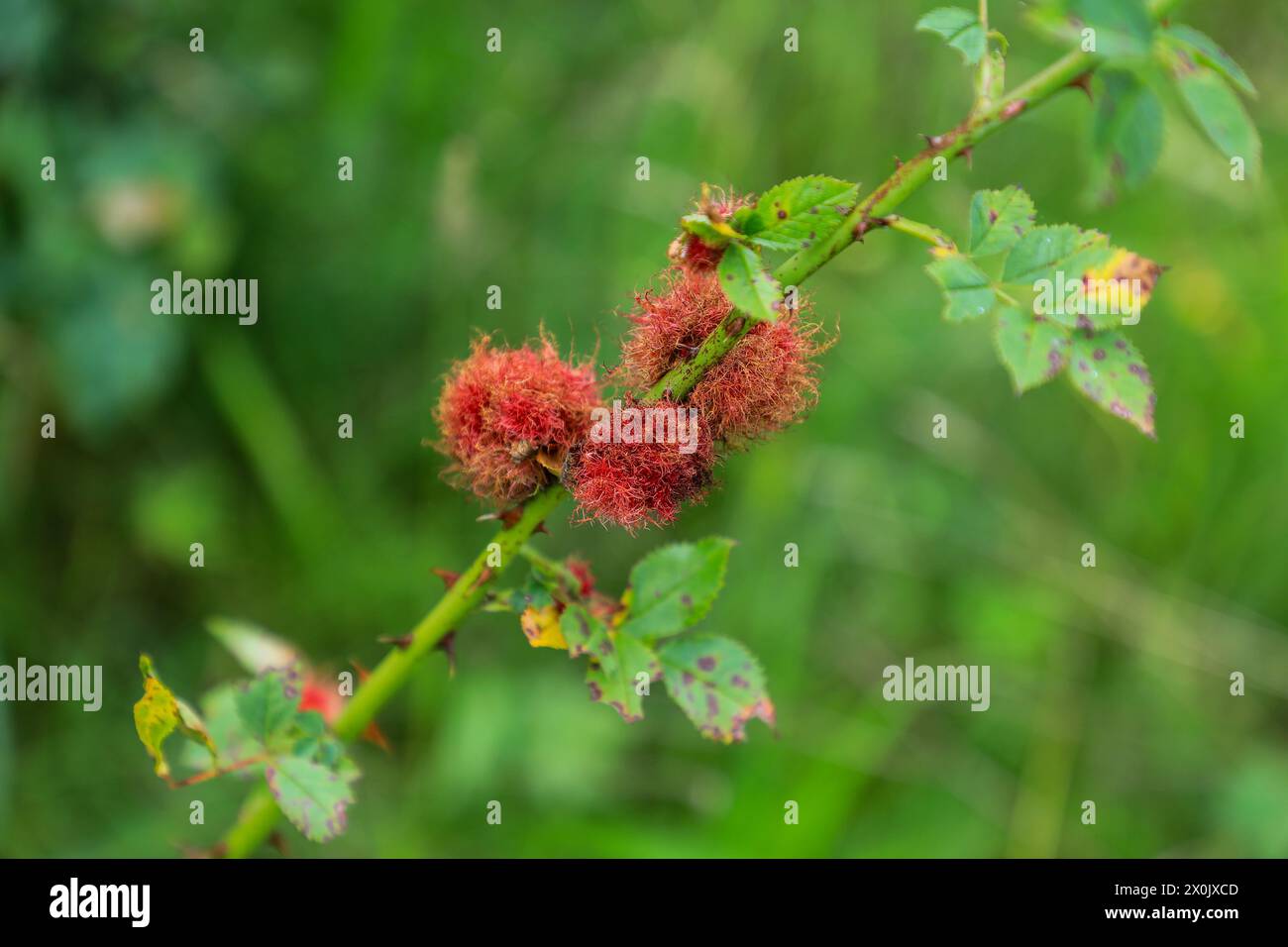 An abnormal growth, a rose bedeguar gall, caused by a Gall Wasp on a ...