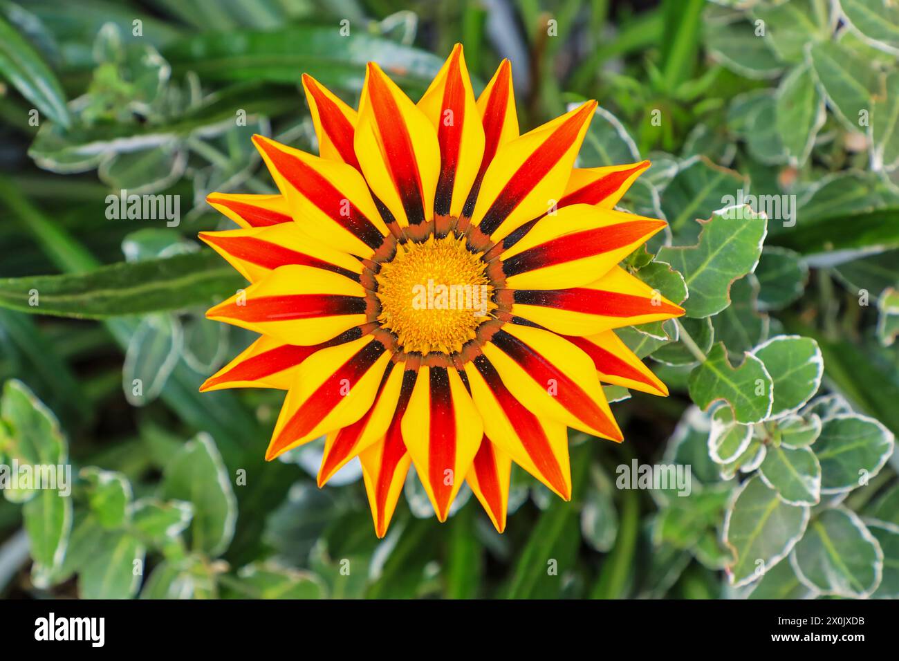 Gazania tiger red stripe hi-res stock photography and images - Alamy