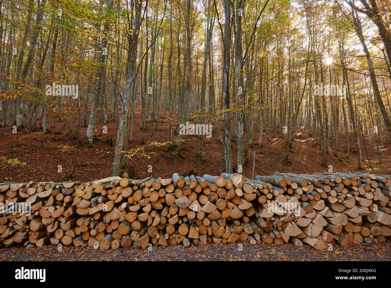 Autumn landscape with beech trees.Beech tree with autumn colors Stock ...