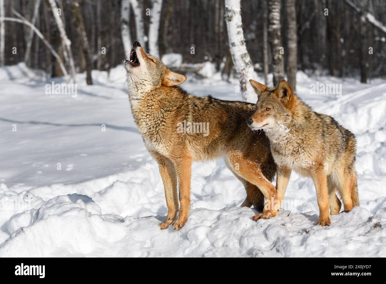 Coyotes (Canis latrans) Stand Together One Lifting Head to Howl Winter ...
