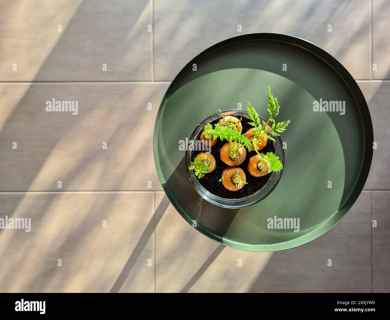 A bowl of cut carrots for cultivation and regrowth stands on a round ...