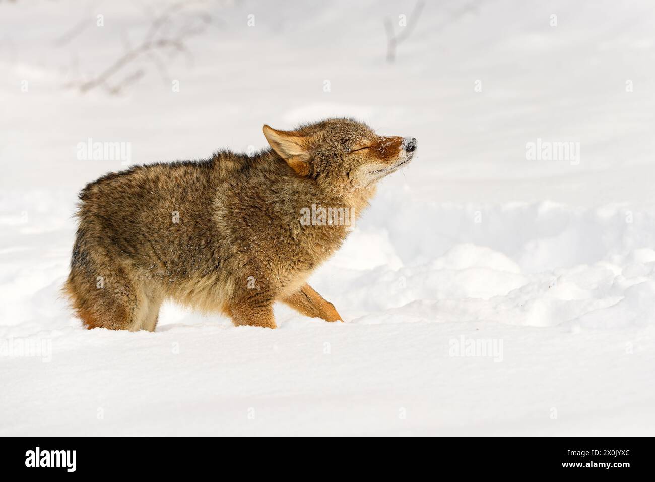 Snow shake off hi-res stock photography and images - Alamy