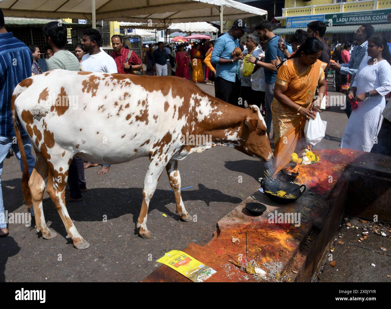 Mysore, USA. 18th Mar, 2024. Cows and bulls are considered sacred by ...