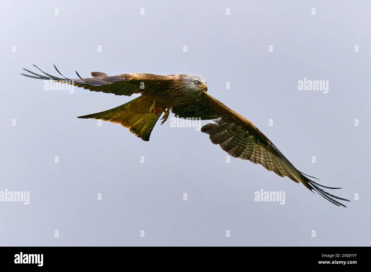 Red Kite in flight Stock Photo - Alamy