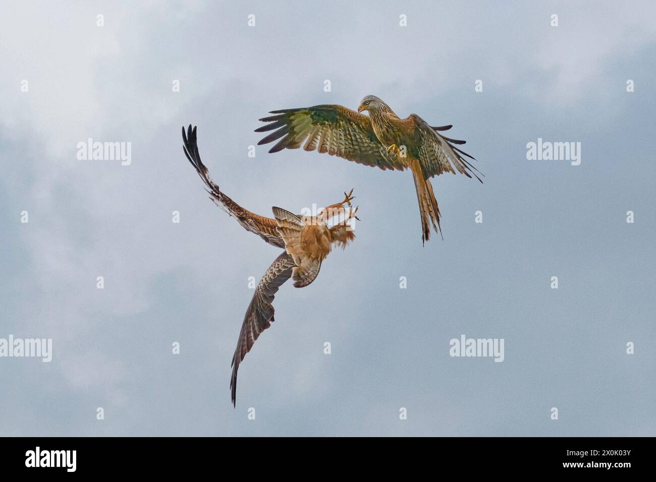 Red kites gigrin farm hi-res stock photography and images - Alamy
