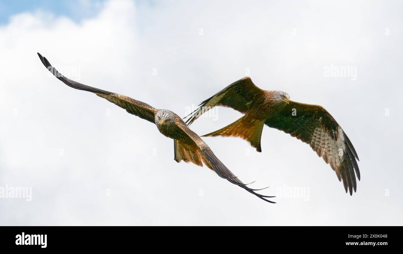 Red kites in flight hi-res stock photography and images - Alamy