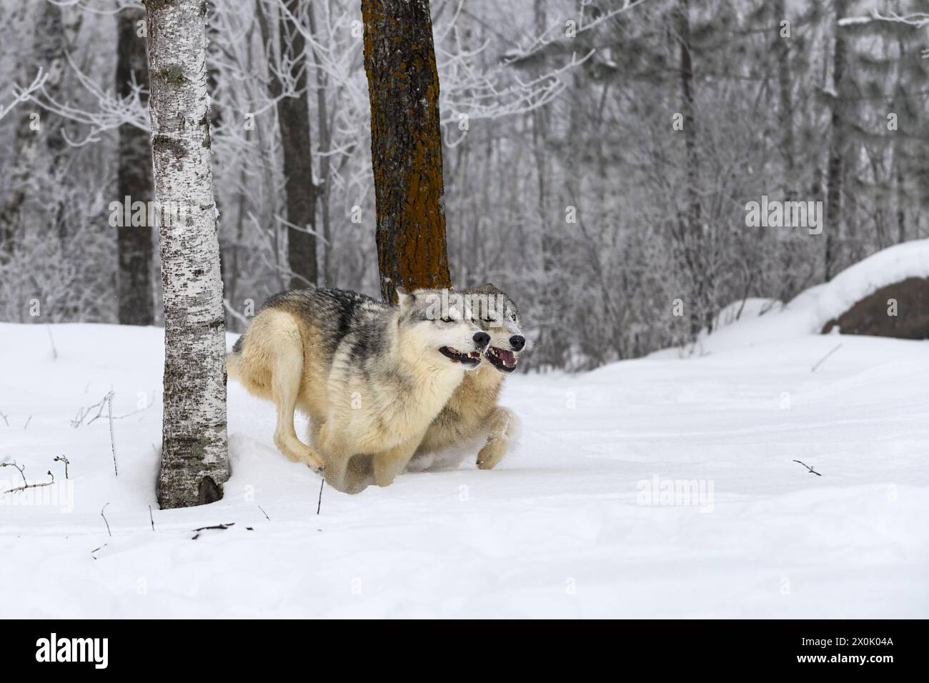 Grey Wolves (Canis lupus) Run Side By Side in Frosty Woods Winter ...